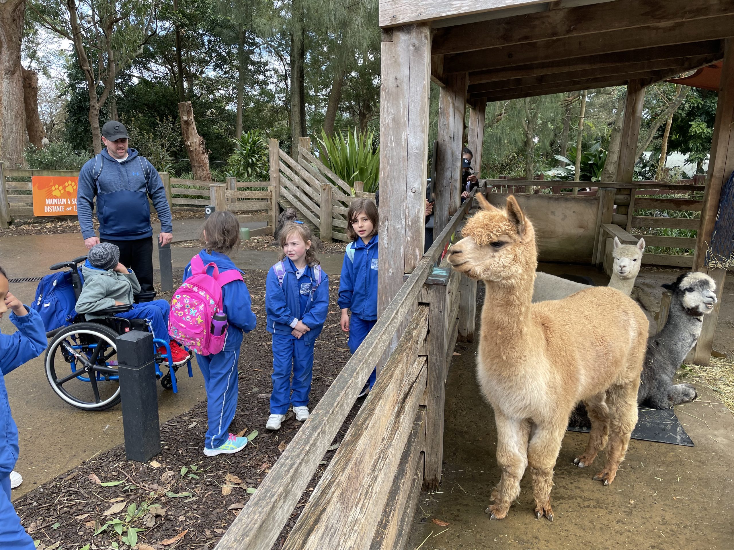 K-2 Excursion to Taronga Zoo - Holy Cross Primary School, Glendale